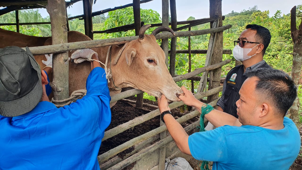 Aceh Tamiang Dapat Alokasi Vaksin PMK 300 Dosis, Diberikan Bagi Ternak ...